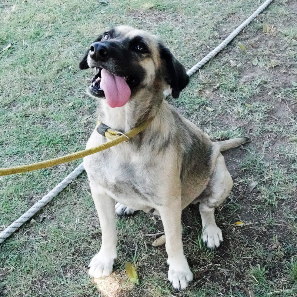 LISTINGS - Knysna Animal Welfare Society