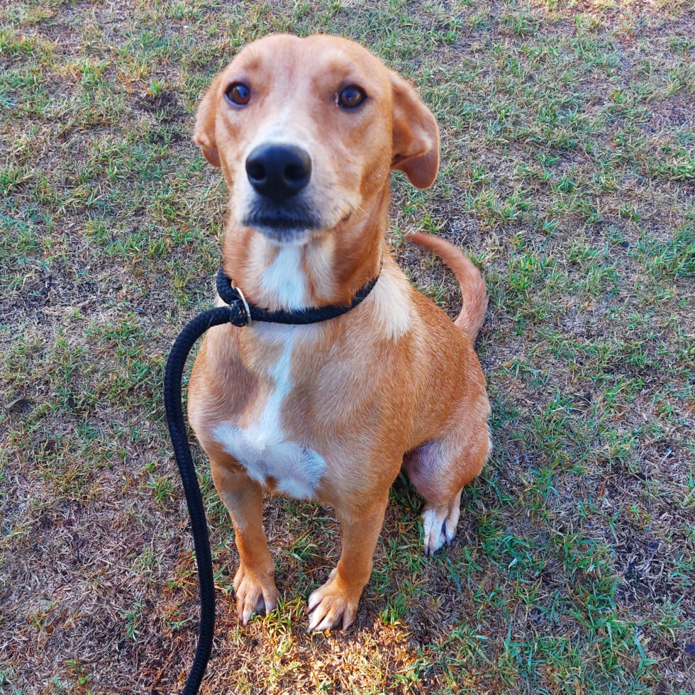 LISTINGS - Knysna Animal Welfare Society