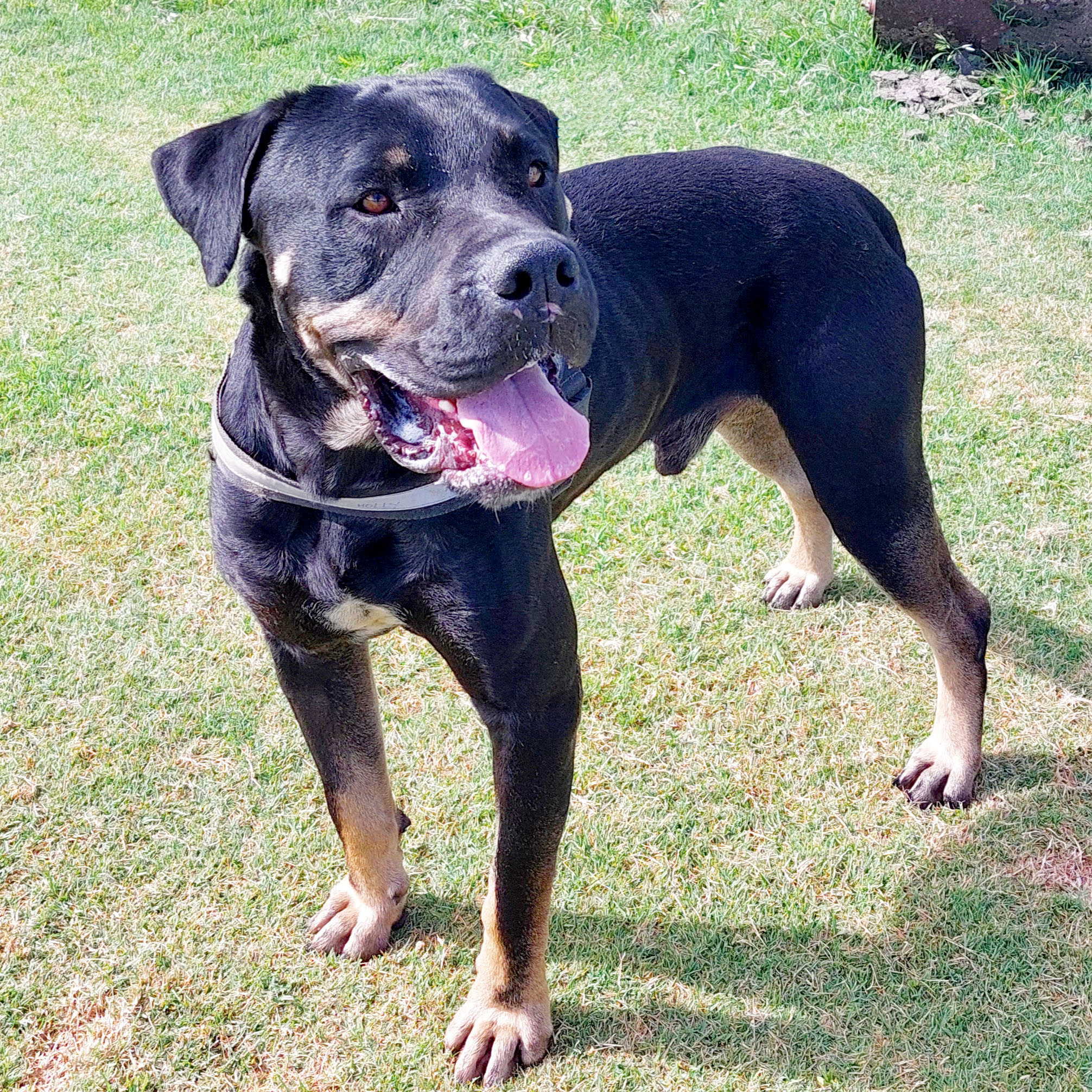 LISTINGS - Knysna Animal Welfare Society